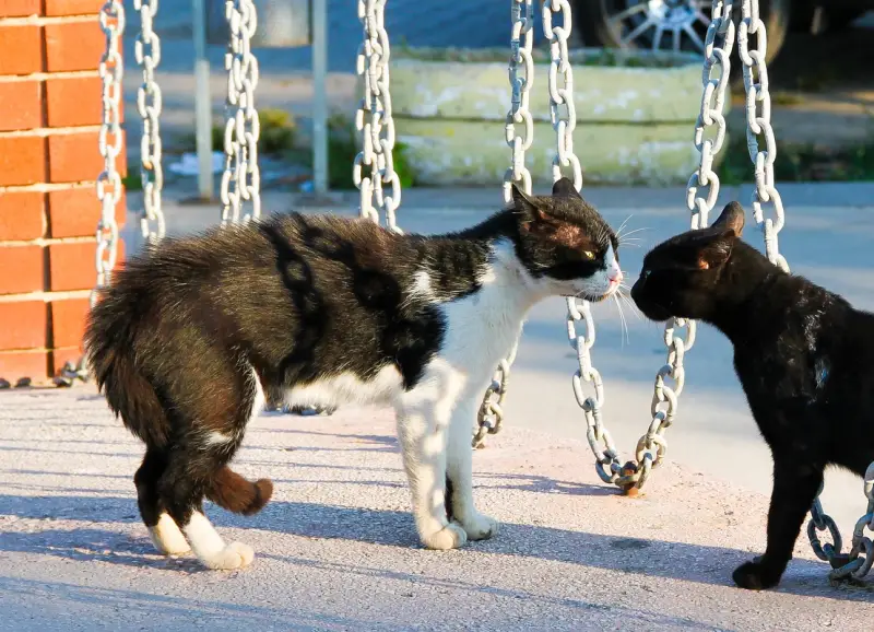 Why Do Cats Wag Their Tails? - Cat Kingpin