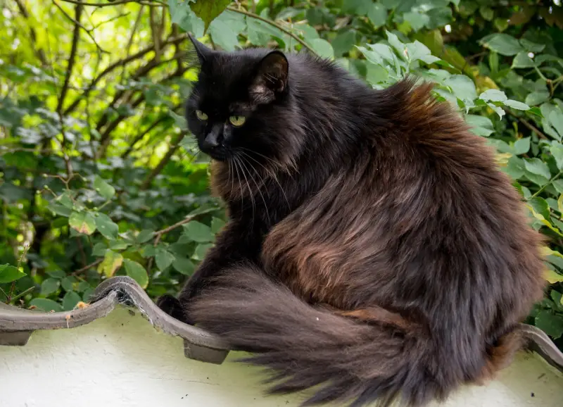 Why Do Cats Wag Their Tails? - Cat Kingpin